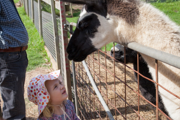 Golden Ridge Animal Farm: Best Animal Experiences in Sydney - Adventure ...
