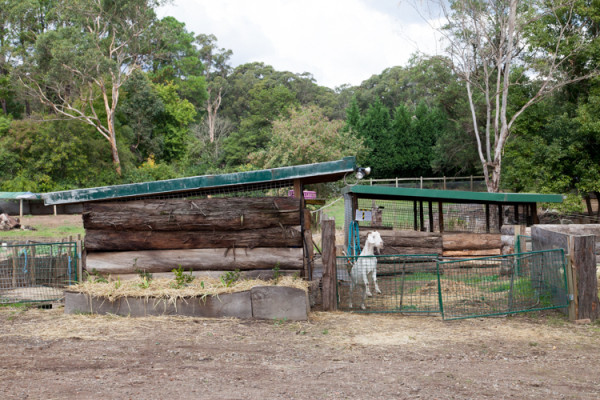 Golden Ridge Animal Farm: Best Animal Experiences in Sydney - Adventure ...