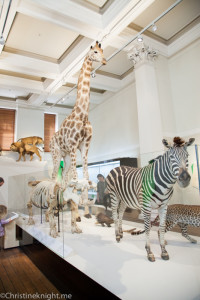 Wild Planet at the Australian Museum - Adventure, baby!