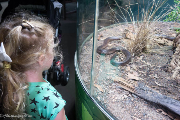The Best of Sydney with Kids: Wild Life Sydney Zoo - Adventure, baby!