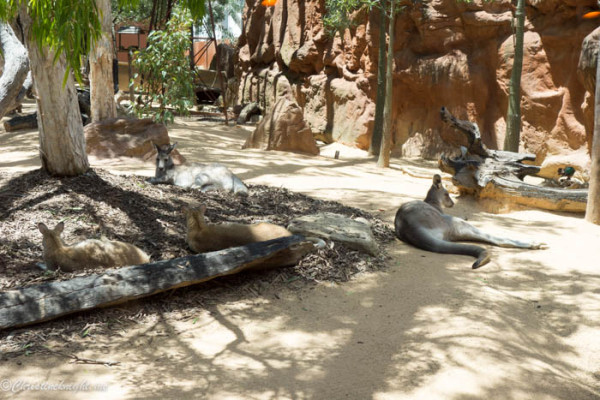 The Best of Sydney with Kids: Wild Life Sydney Zoo - Adventure, baby!