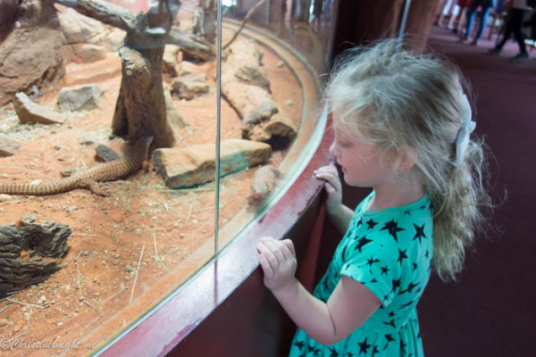 The Best of Sydney with Kids: Wild Life Sydney Zoo - Adventure, baby!