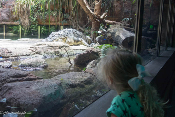 The Best of Sydney with Kids: Wild Life Sydney Zoo - Adventure, baby!