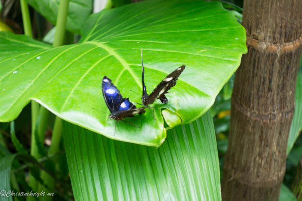 The Best of Sydney with Kids: Wild Life Sydney Zoo - Adventure, baby!