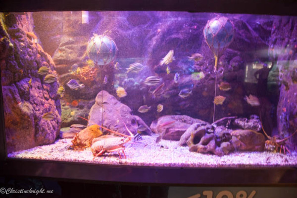 The Best of Sydney with Kids: Manly SEA LIFE Sanctuary - Adventure, baby!