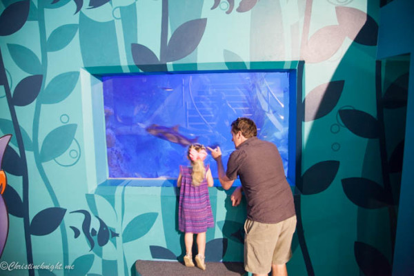 The Best of Sydney with Kids: Manly SEA LIFE Sanctuary - Adventure, baby!