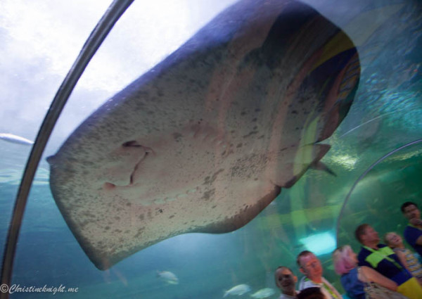 The Best of Sydney with Kids: Manly SEA LIFE Sanctuary - Adventure, baby!