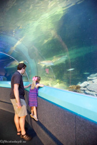 The Best of Sydney with Kids: Manly SEA LIFE Sanctuary - Adventure, baby!
