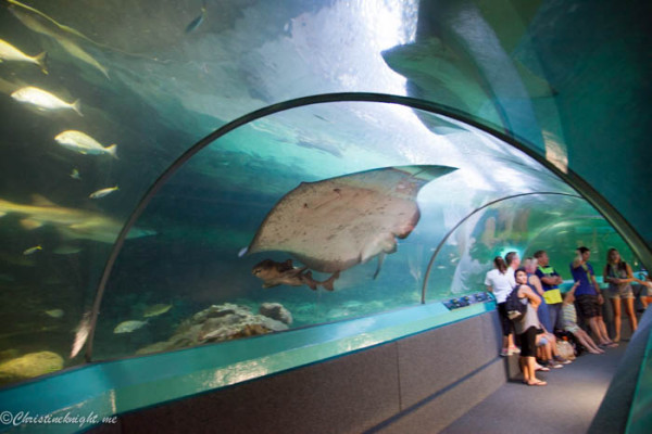 The Best of Sydney with Kids: Manly SEA LIFE Sanctuary - Adventure, baby!