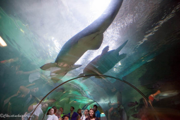 The Best of Sydney with Kids: Manly SEA LIFE Sanctuary - Adventure, baby!