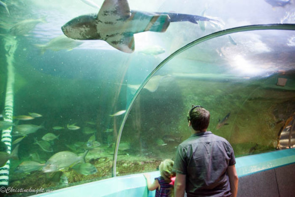 The Best of Sydney with Kids: Manly SEA LIFE Sanctuary - Adventure, baby!