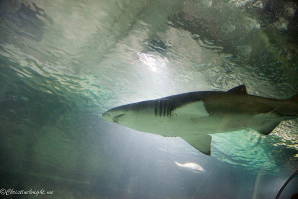 The Best of Sydney with Kids: Manly SEA LIFE Sanctuary - Adventure, baby!