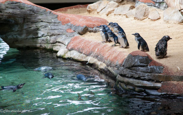 The Best of Sydney with Kids: Manly SEA LIFE Sanctuary - Adventure, baby!