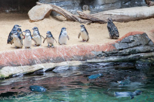 The Best of Sydney with Kids: Manly SEA LIFE Sanctuary - Adventure, baby!