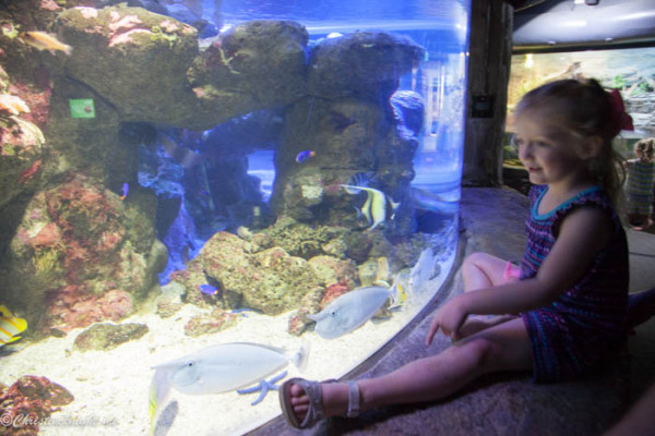 The Best of Sydney with Kids: Manly SEA LIFE Sanctuary - Adventure, baby!