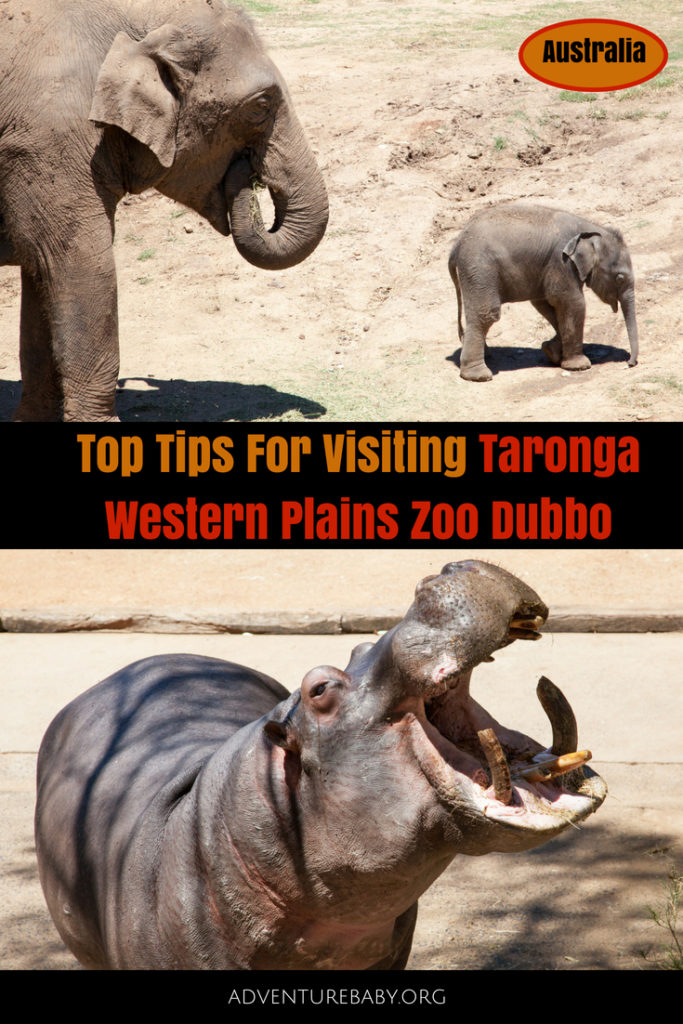 Top Tips For Visiting Taronga Western Plains Zoo Dubbo - Adventure, baby!