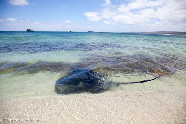 Meet the Hamelin Bay Stingrays, Western Australia - Adventure, baby!