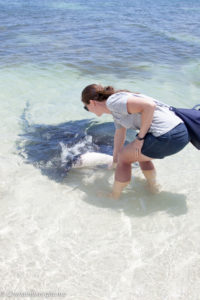 Meet the Hamelin Bay Stingrays, Western Australia - Adventure, baby!
