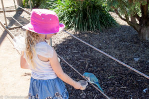 Up Close With Birds at the Canberra Walk-In Aviary, Australia ...