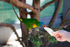 Up Close With Birds at the Canberra Walk-In Aviary, Australia ...