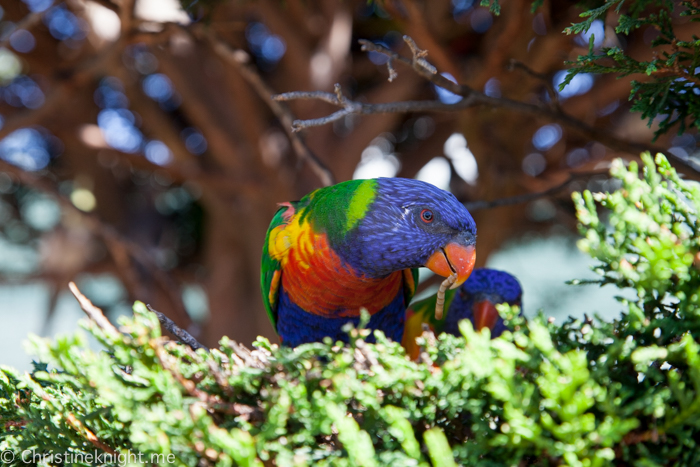 Up Close With Birds at the Canberra Walk-In Aviary, Australia ...