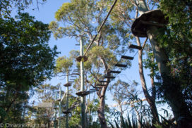 Wild Ropes at Taronga Zoo, Sydney, Australia - Adventure, baby!