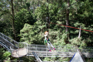 Illawarra Fly Treetop Adventures Australia - Adventure, baby!