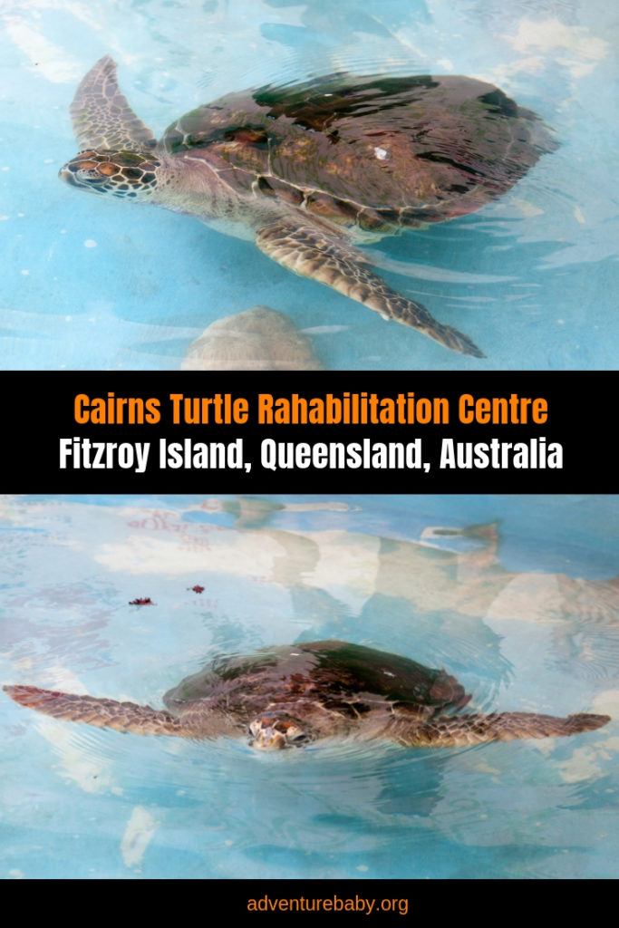 Cairns Turtle Rehabilitation Centre, Fitzroy Island, Qld, Australia ...