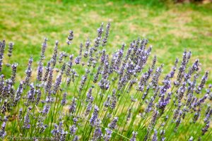 Tips for visiting the Heide Museum of Modern Art Melbourne - Adventure ...