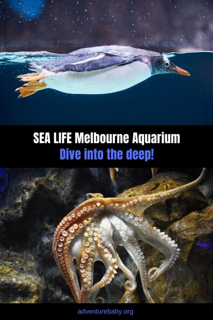Tips for Visiting SEA LIFE Melbourne Aquarium - Adventure, baby!