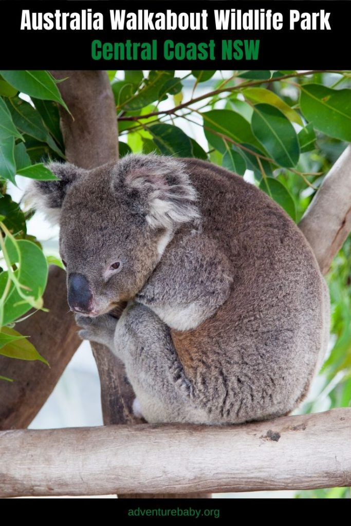 Australia Walkabout Wildlife Park: Central Coast NSW - Adventure, baby!