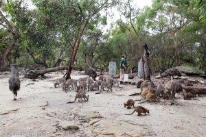 Australia Walkabout Wildlife Park: Central Coast NSW - Adventure, baby!