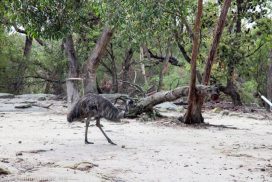 Australia Walkabout Wildlife Park: Central Coast NSW - Adventure, baby!
