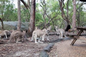 Australia Walkabout Wildlife Park: Central Coast NSW - Adventure, baby!
