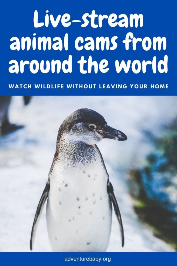 Live-stream animal cams from around the world - Adventure, baby!