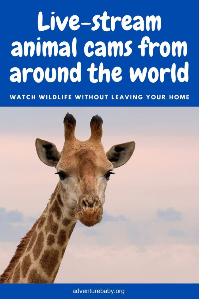 Live-stream animal cams from around the world - Adventure, baby!