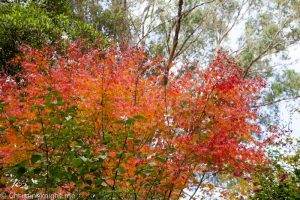 A visit to Wildwood Garden Bilpin, Blue Mountains Sydney - Adventure, baby!