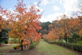 A visit to Wildwood Garden Bilpin, Blue Mountains Sydney - Adventure, baby!