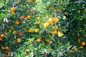 Mandarin Picking at Watkins Family Farm Wisemans Ferry - Adventure, baby!
