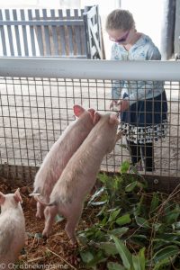 Tips for Visiting Oakvale Wildlife Park, Port Stephens - Adventure, baby!