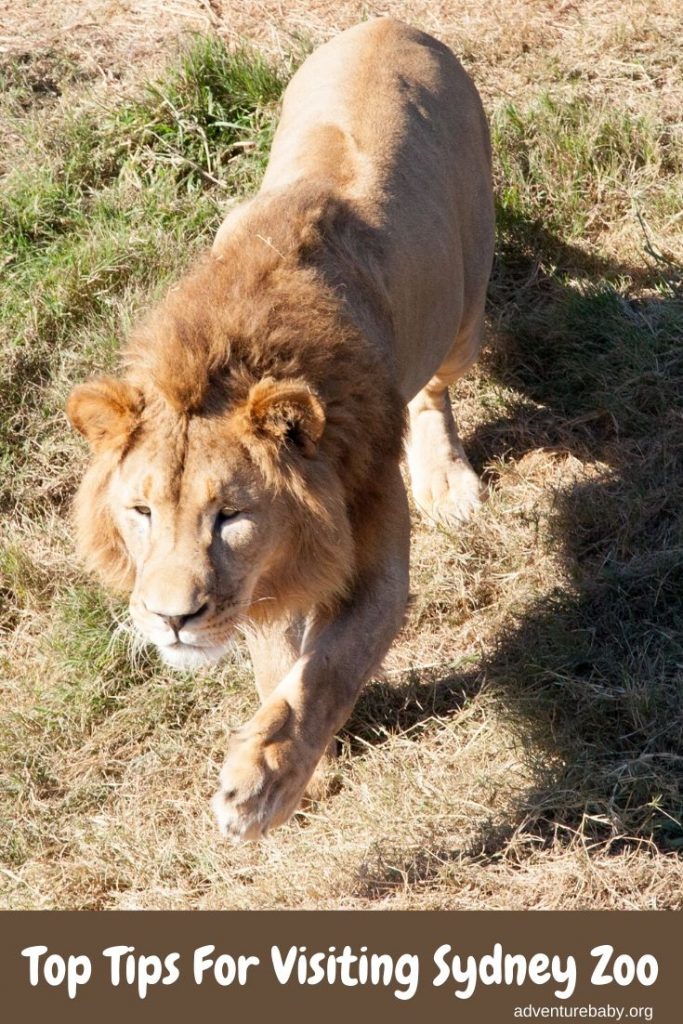 Top Tips For Visiting Sydney Zoo - Adventure, baby!