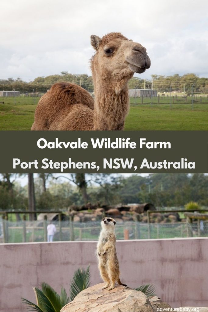 Tips for Visiting Oakvale Wildlife Park, Port Stephens - Adventure, baby!