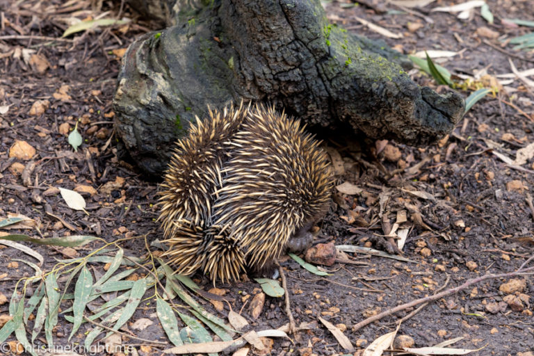 3-Day Family Kangaroo Island Itinerary - Adventure, baby!