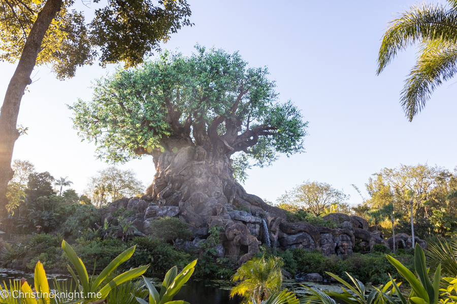Best Attractions at Animal Kingdom, Walt Disney World Resort