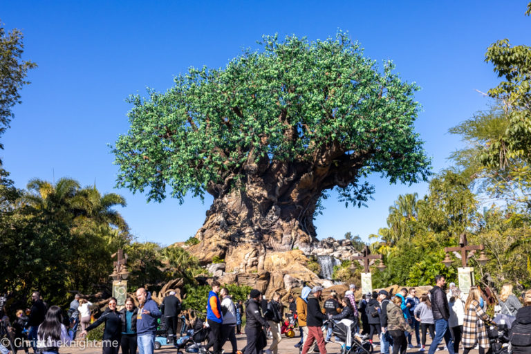 Best Attractions at Animal Kingdom, Walt Disney World Resort